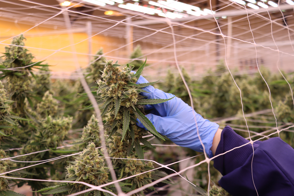 Delaware recreational marijuana sales again delayed by FBI denial